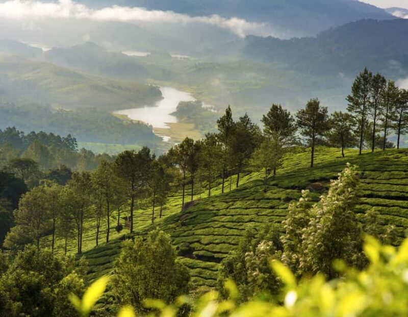 Cochin: 5-Day Kerala Tour with Munnar, Thekkady and Alleppey