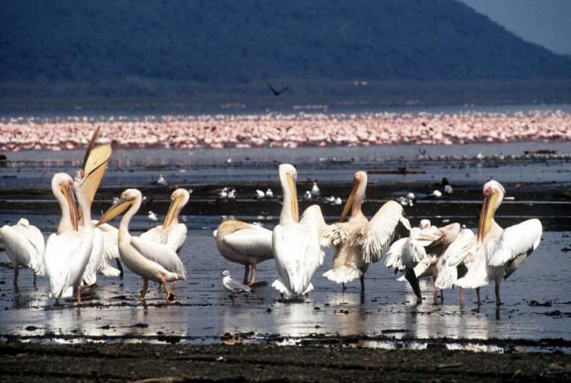 Day trip - Lake Nakuru national park from Nairobi