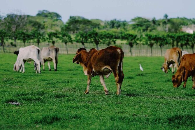 Dominican Republic Cultural Country Safari Tour from Punta Cana
