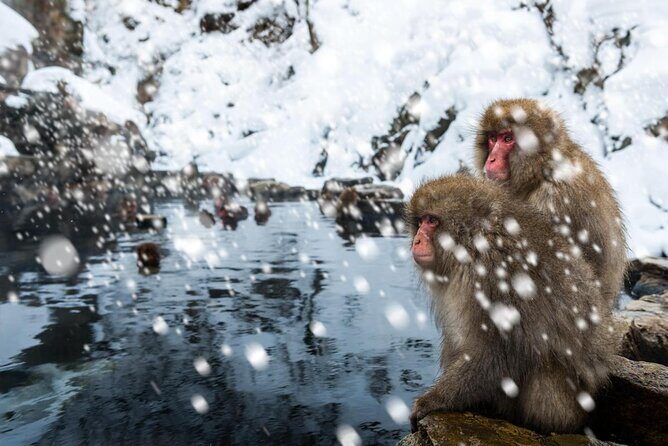 Explore Jigokudani Snow Monkey Park with a Local Guide
