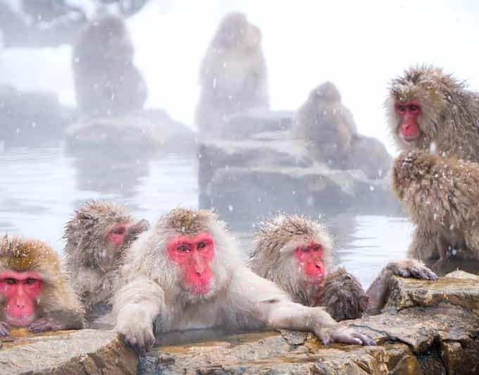 From Tokyo/Nagano : Private Snow Monkeys Park Full Day Trip