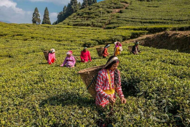 Ilam: 7-Day Luxury Tea Garden Stay in Illam