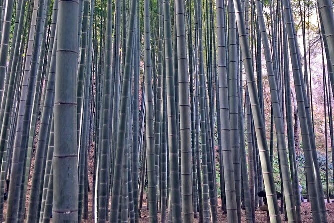 Kamakura Walking Tour with Local Guide Including Hokokuji Temple
