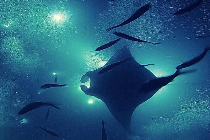 Kona's Magical Manta Ray Night Snorkel: Small-Group Eco-Tour