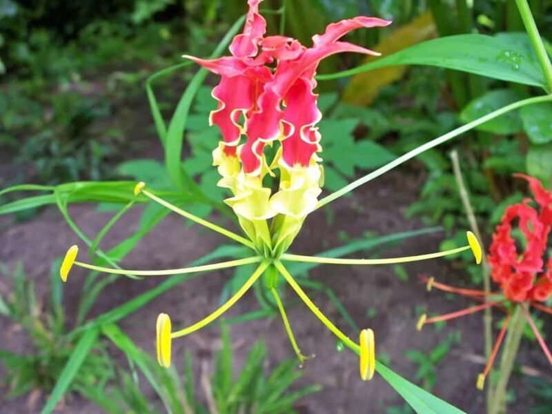 St. Lucia: Drive-in Volcano, Waterfall and Garden Day Trip