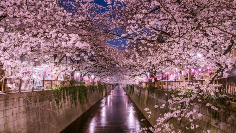 Tokyo: Mt. Fuji & Hakone Cherry Blossoms Private Day Tour