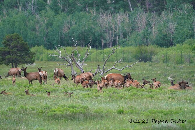Wildside 4X4's Elk Watching Tour